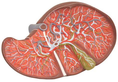 Liver Model Labeled