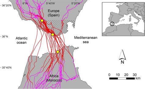Spatial And Temporal Variability In Migration Of A Soaring Raptor Across Three Continents Artofit