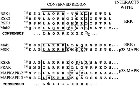 Sequence Alignment Of Erkand P38 Mapk Interacting Kinases Alignment Of