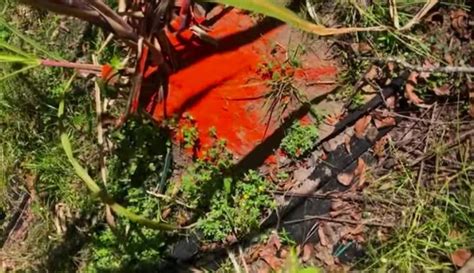 Will Cayenne Pepper Kill Grass Thelawnwhiz