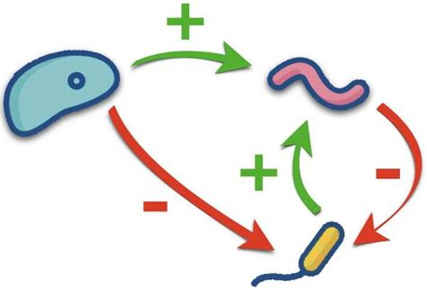 schematic depiction of a microbial interaction network download