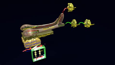 Olfactory System Smell Odour Detail Labelled 3d Model Superhive