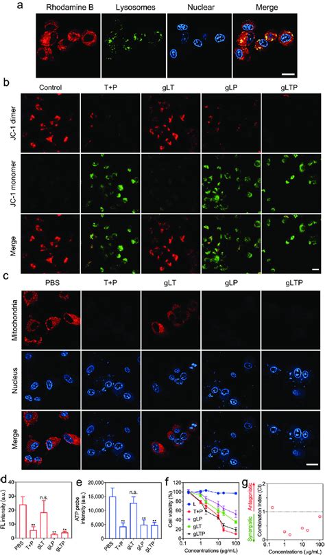 In Vitro Evaluation Of Gltp A Lysosome Co Localization Of The Download Scientific Diagram