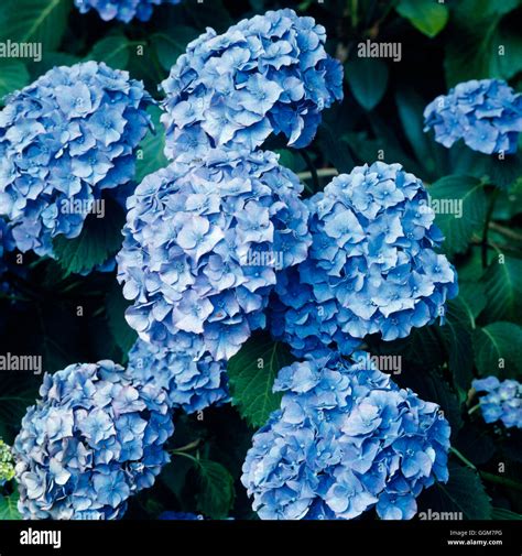 Hydrangea Macrophylla Enziandom Hortensia Syn H M Gentian Dome Trs052590 Photos H