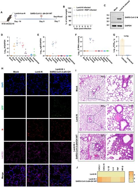 An Optimized High Throughput Sars Cov 2 Dual Reporter Trans Complementation System For Antiviral