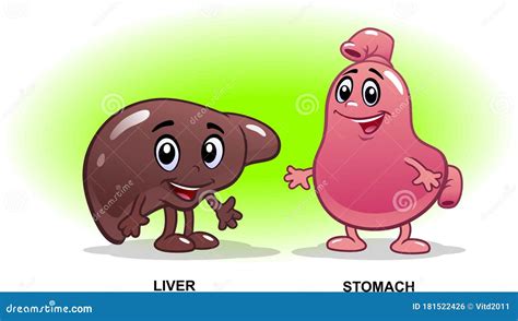 Cartoon Internal Organs Liver Human Liver Human Clipart Liver Anatomy