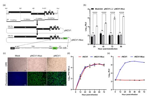Construction And In Vitro Characterization Of The Cdna Infectious Clone