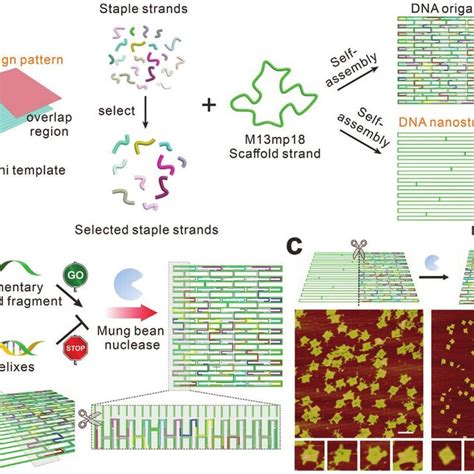 The Workflow Of The Point And Shoot Strategy Based On Enzyme Assisted