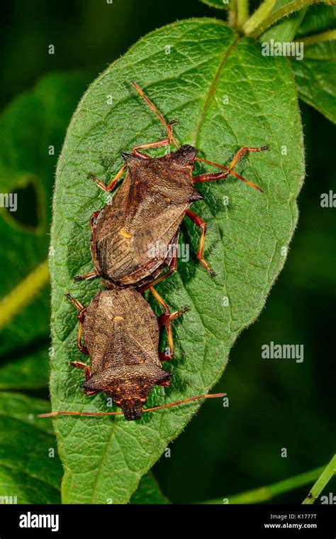 Shieldbug Makro Immagini E Fotografie Stock Ad Alta Risoluzione Alamy
