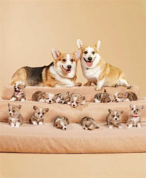 happy corgis with cute kittens on bed