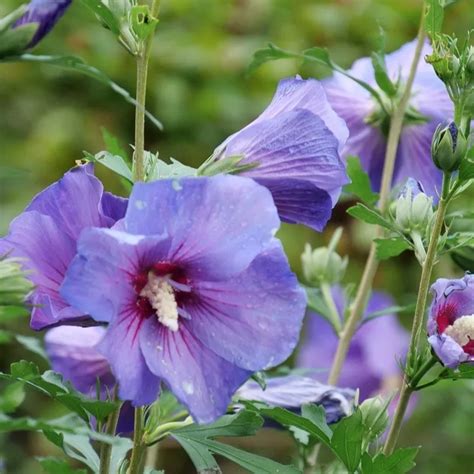 Azurri Blue Satin® Rose Of Sharon Proven Winners Colorchoice