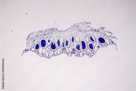 Plant Tissue Structure Section Tissue Of Stem Plant Tissue Under A
