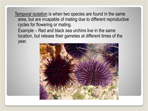 PPT Frog Species Differentiation And Reproductive Isolation PowerPoint Presentation ID