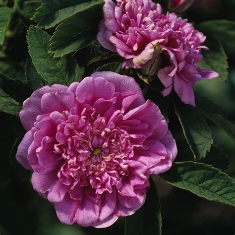 Rosa Majalis Foecundissima Lövhult Splendor Plant