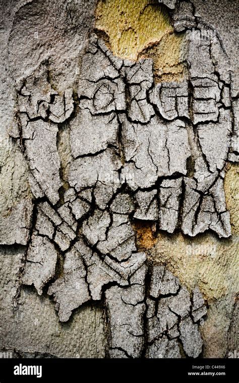 Heart With Names Carved On Tree Trunk Stock Photo Alamy