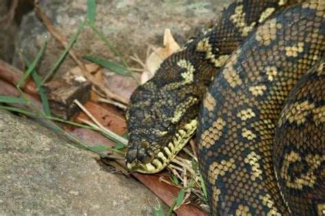 Diamond Python Facts Diet Habitat And Pictures On Animaliabio