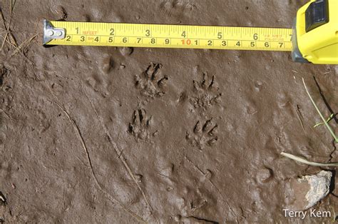 Long Tailed Weasel Tracks Weasels Wandering At Large