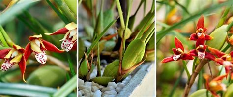 Ultimate Guide What Are The Types Of Orchids