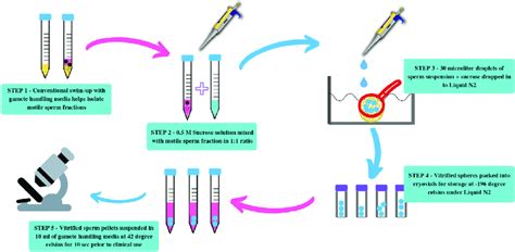 Depicts The Various Steps Of Sperm Vitrification Download Scientific