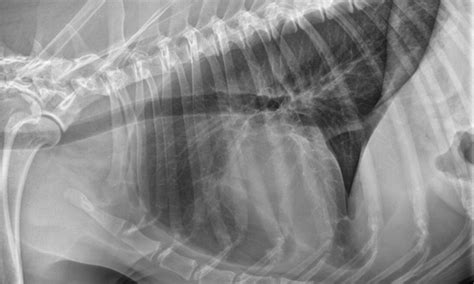 Hemangiosarcoma In A Dog Clinicians Brief