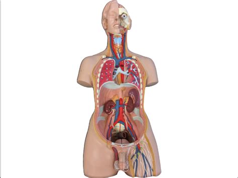 Veins Diagram Quizlet