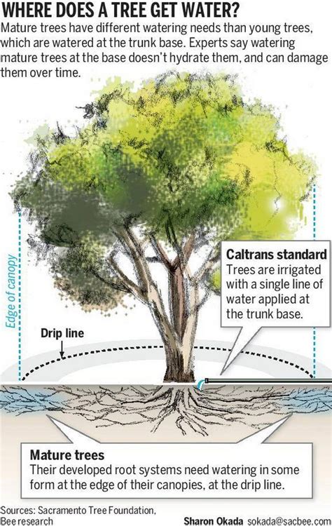 Proper Tree Watering Techniques