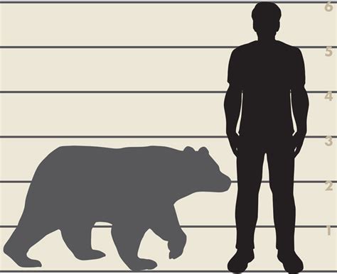 Black Bear Tracks Size