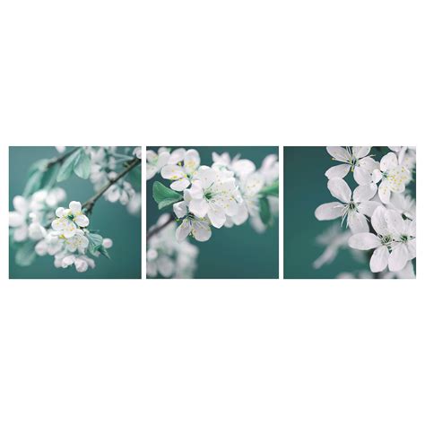 PjÄtteryd Picture Set Of 3 Cherry Blossom White 56x56 Cm Ikea