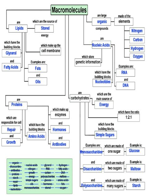 Macromolecules Concept Map Pdf
