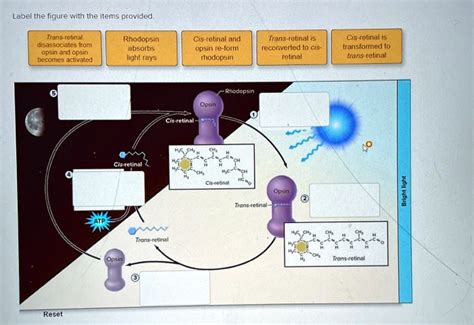 Solved Trans Retinal Rhodopsin Absorbs Light Rays Cis Retinal And Opsin Reform Rhodopsin Trans