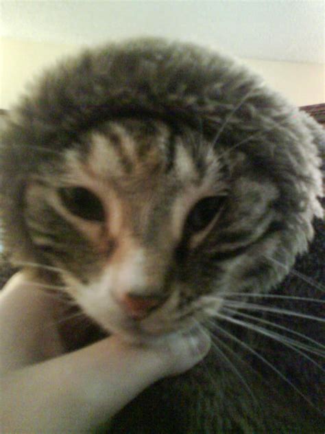 Eskimo Kitty By Lasagnabird11 On Deviantart