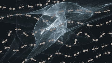 Neuroscience Alert Ant Colonies Behave Like The Human Brain