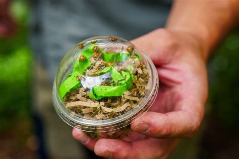 What Is The Most Humane Way To Kill A Cane Toad Scientists Say Its