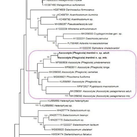 maximum likelihood tree based on the partial sequences of 28s rdna