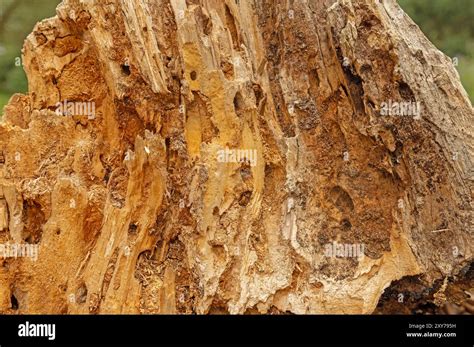 Tree Trunk Eaten By Insects Natural Old Tree Texture Wood Surface Defects And Fibres Up Close