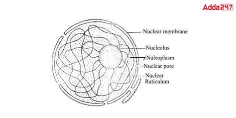 What Is Nucleus Nucleus Diagram Function For Class