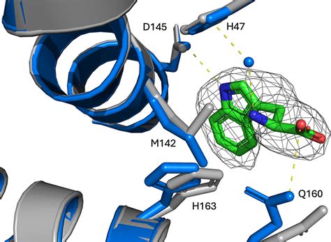 Iucr The Crystal Structures Of Apo And Tryptophan Bound Tryptophanyl