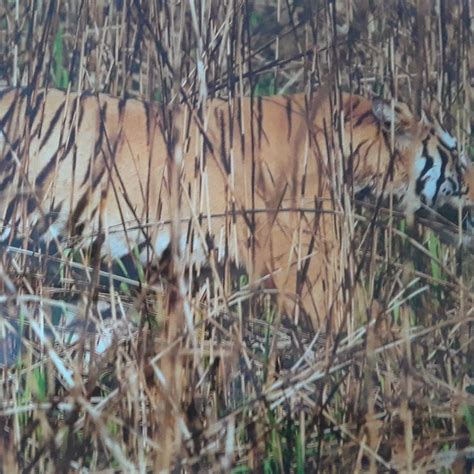 Mr Tiger Youtube