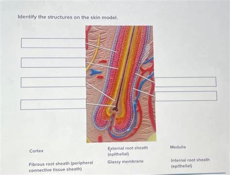 Solved Identify The Structures On The Skin Model Cortex