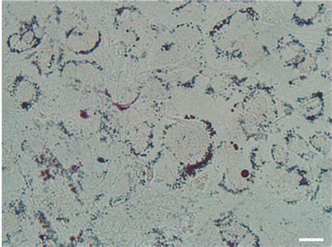 Identification Of CSPCs A Flow Cytometric Analysis For CSPC Surface Download Scientific