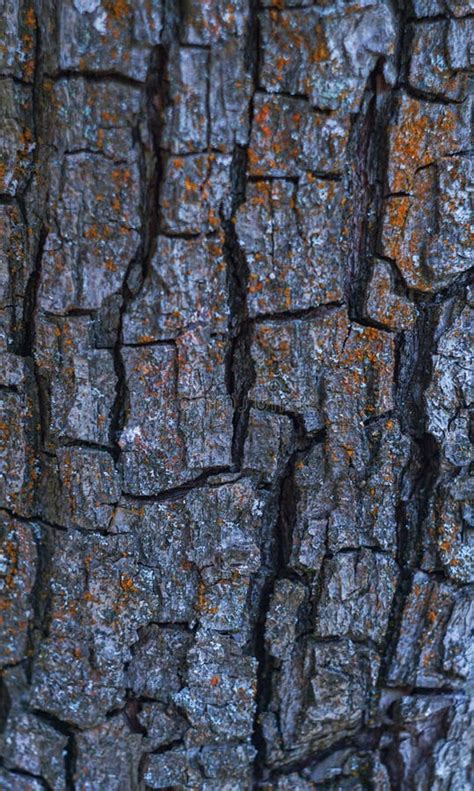 The Structure Of Tree Bark Stock Image Image Of Wooden 262825231