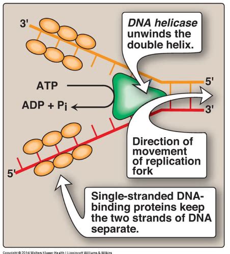 Mcc Unit 3 Lecture 13 Dna And Chromatin Flashcards Quizlet
