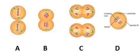 Unit 4 Lecture Exam Flashcards Quizlet Unit 4 Lecture Exam Flashcards Quizlet