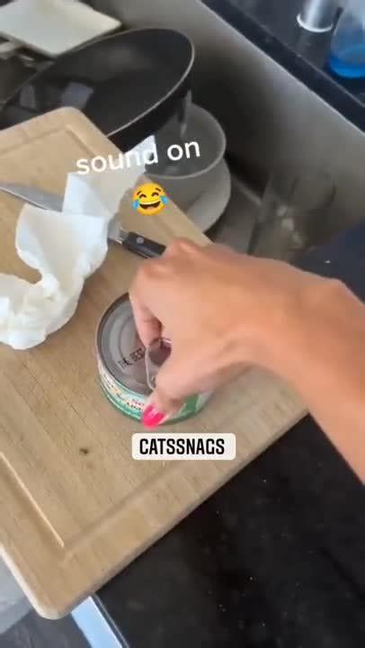 Cat Sings A Song Of Joy When She Hear Can Opening Ra