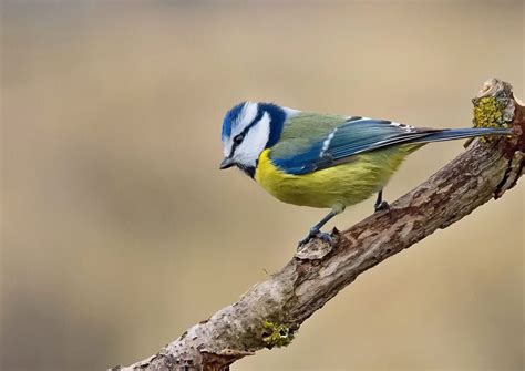 Blue Tit Artofit