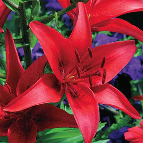 Lilium Red County Pack Of Five Lily Bulbs