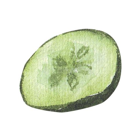 Hand Drawn Watercolor Sliced Cucumber Sketch Stock Image Image Of Fresh Ingredient 282205159
