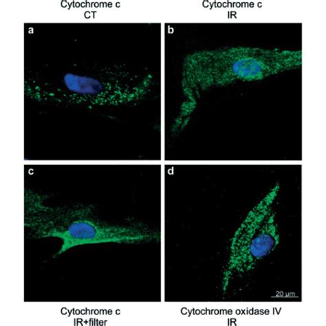 Mitochondrial Pathways Therasage