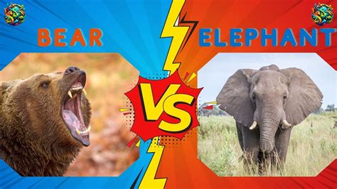 Bear Vs Elephant A Colossal Battle Of Strength Size And Survival