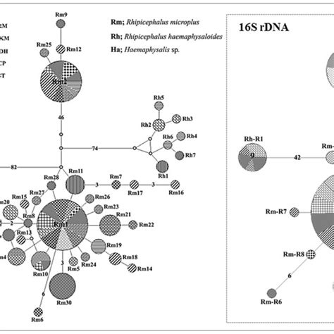 minimum spanning haplotype network of the ixodid ticks rhipicephalus